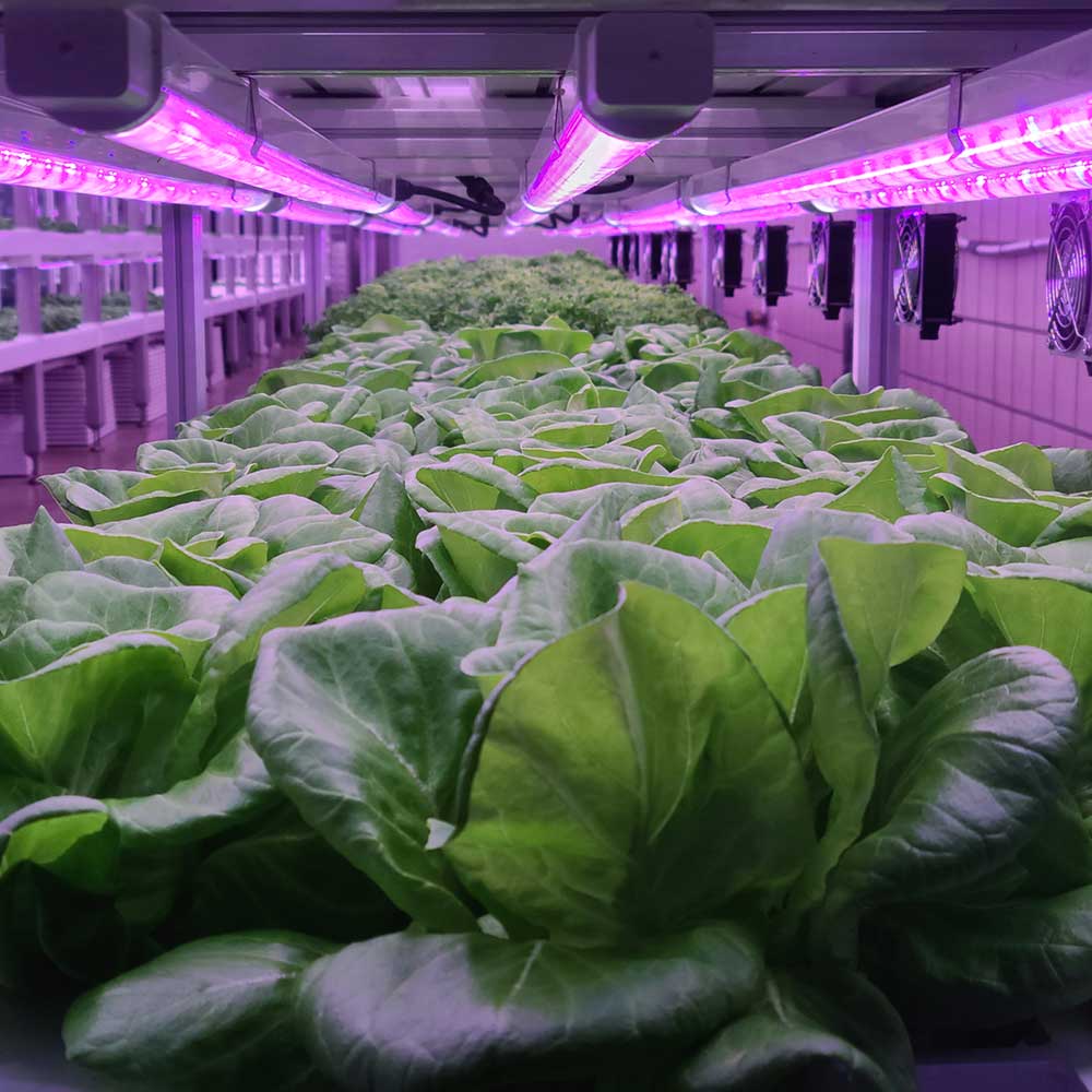 Food & Agriculture Applications - Enplas Global